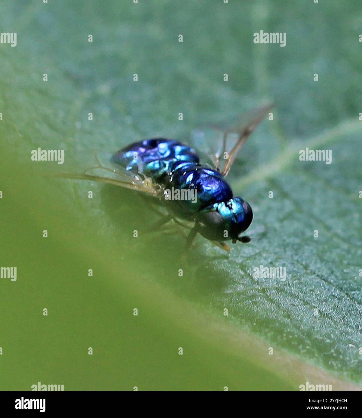 Black-horned Gem Fly (Microchrysa polita Stock Photo - Alamy
