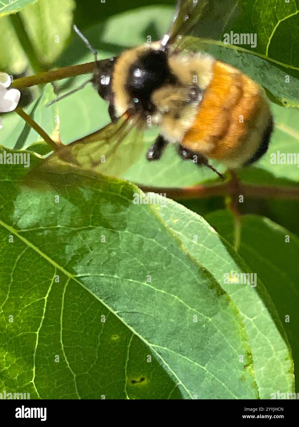 Tricolored Bumble Bee (Bombus ternarius Stock Photo - Alamy