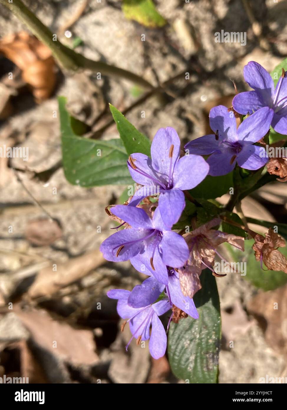 Blue Eranthemum (Eranthemum pulchellum Stock Photo - Alamy