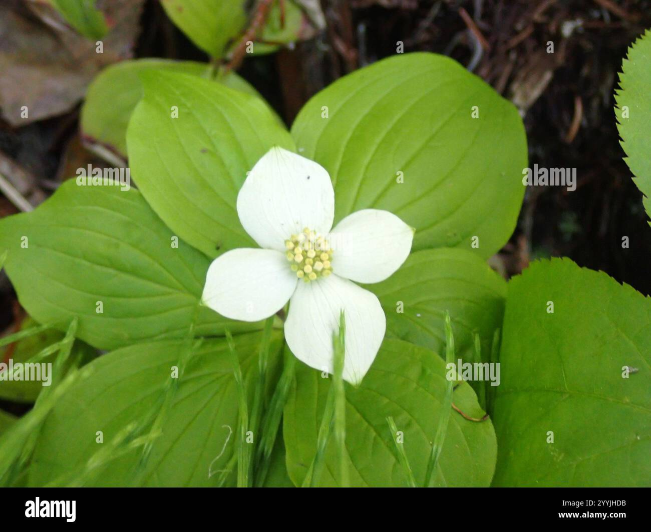 Canadian bunchberry (Cornus canadensis Stock Photo - Alamy