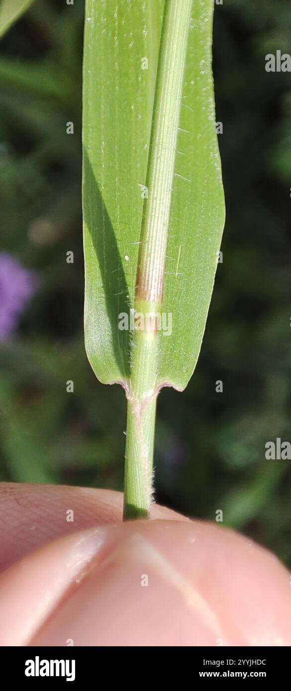 Signalgrass hi-res stock photography and images - Alamy