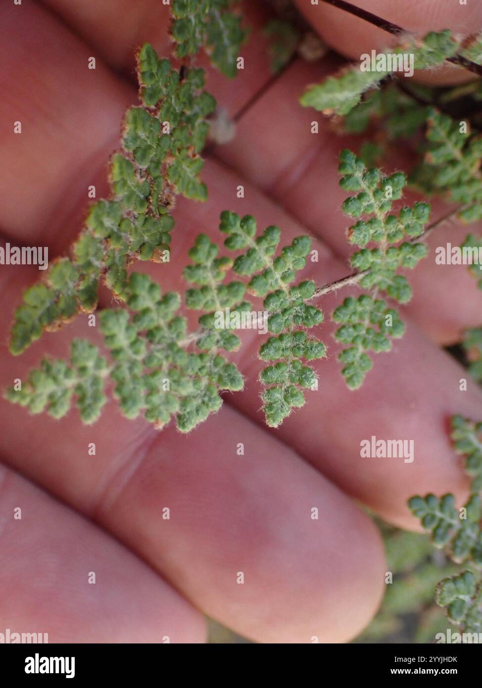 Fee's lip fern (Myriopteris gracilis Stock Photo - Alamy