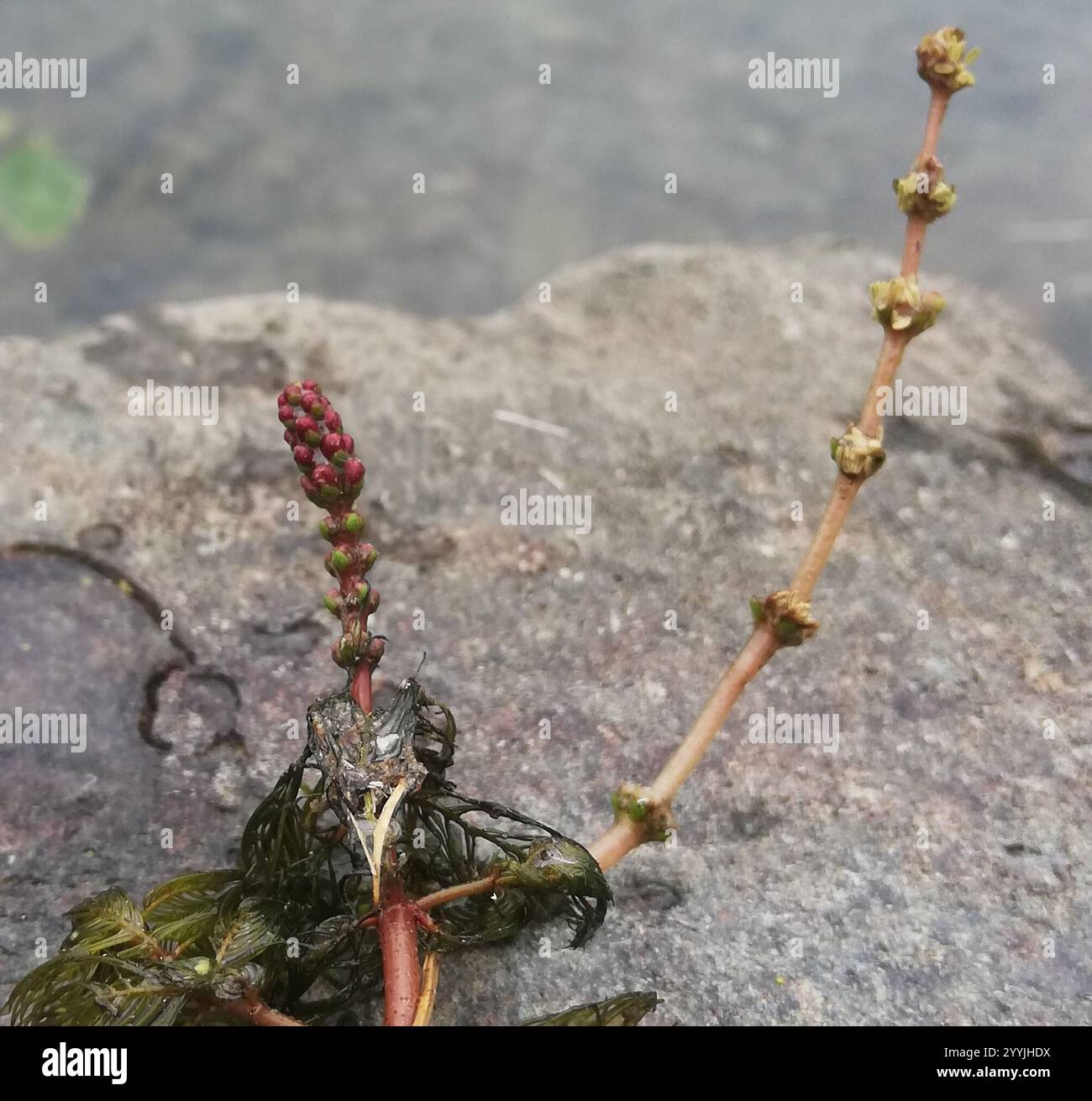 Eurasian water-milfoil (Myriophyllum spicatum Stock Photo - Alamy