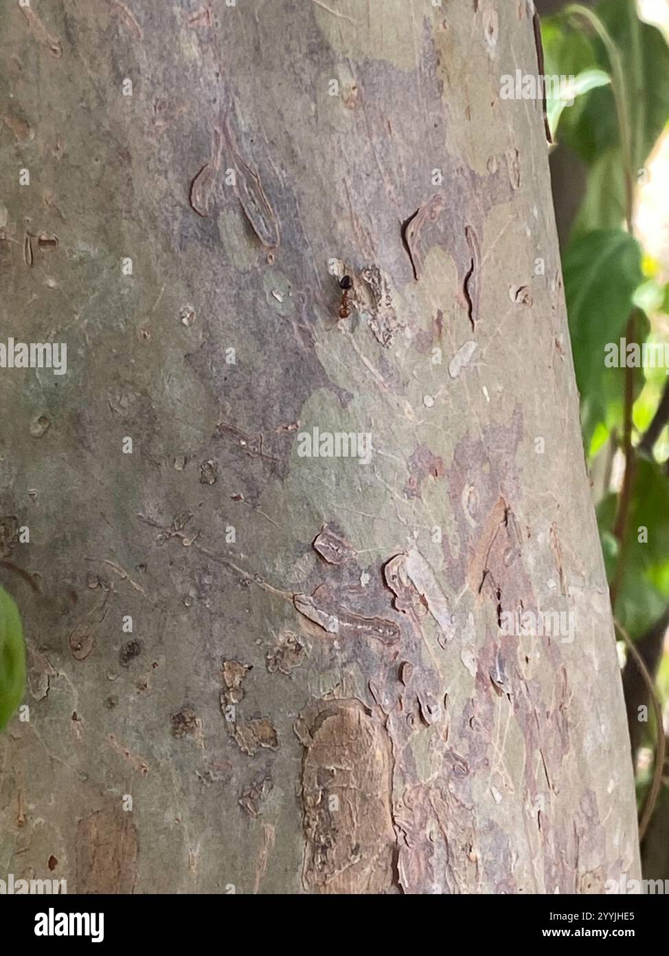 Shiny Acrobat Ant (Crematogaster laeviuscula Stock Photo - Alamy