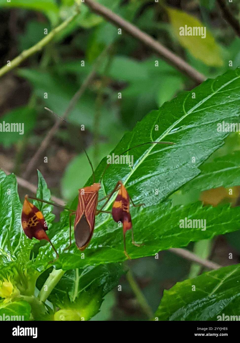 Podalica hi-res stock photography and images - Alamy