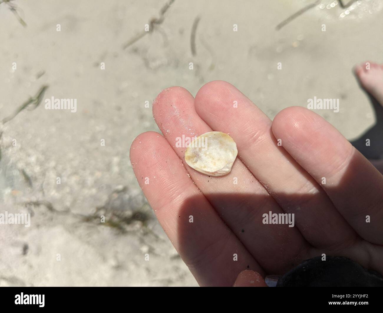Calico clam hi-res stock photography and images - Alamy