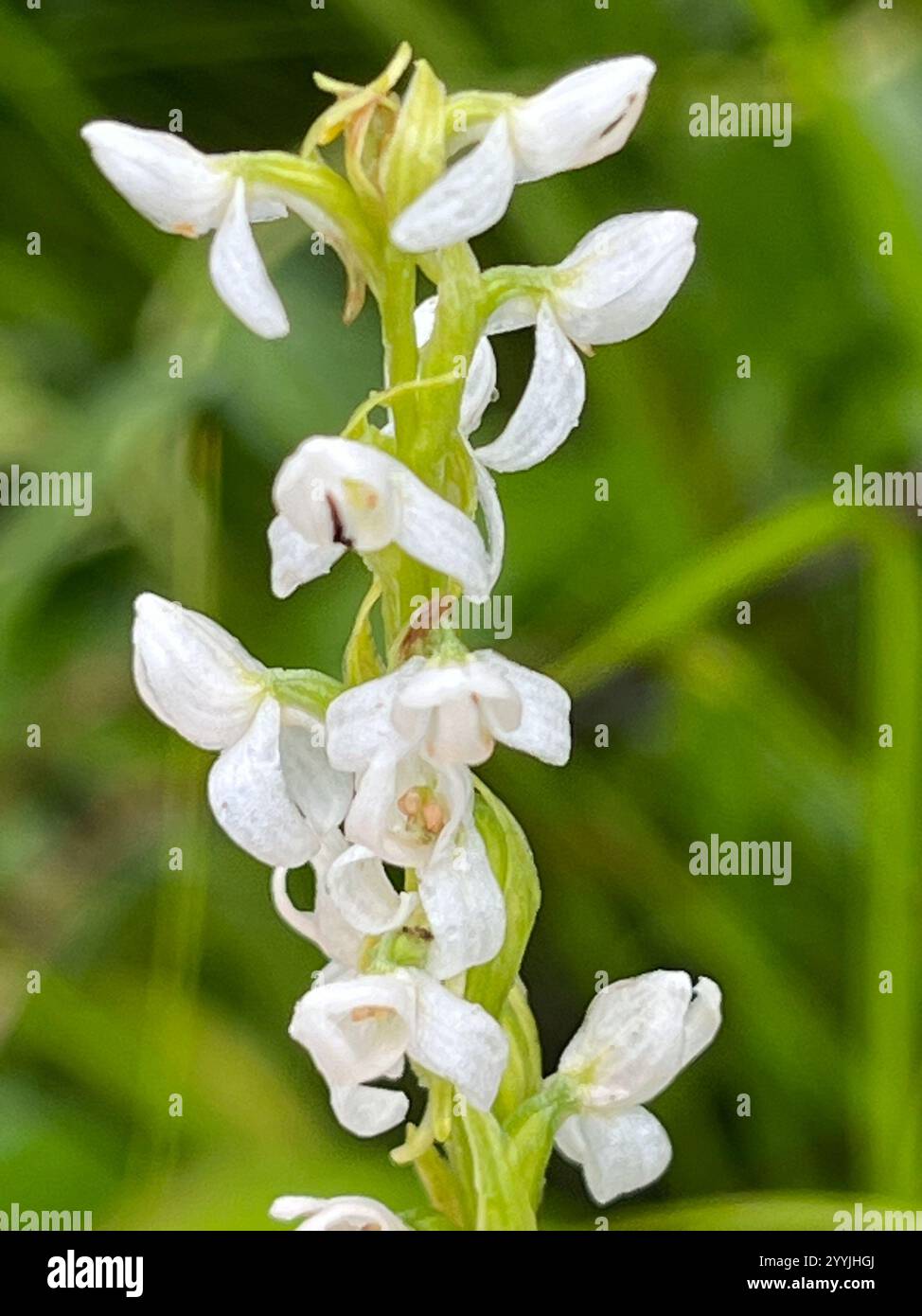 white bog orchid (Platanthera dilatata Stock Photo - Alamy
