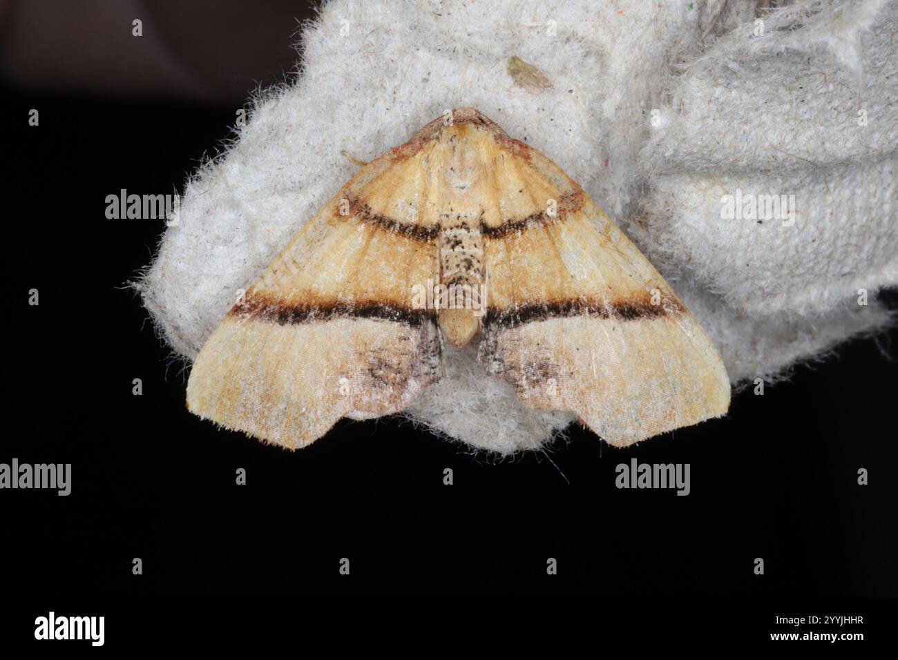 Straight-lined Plagodis Moth (Plagodis phlogosaria Stock Photo - Alamy