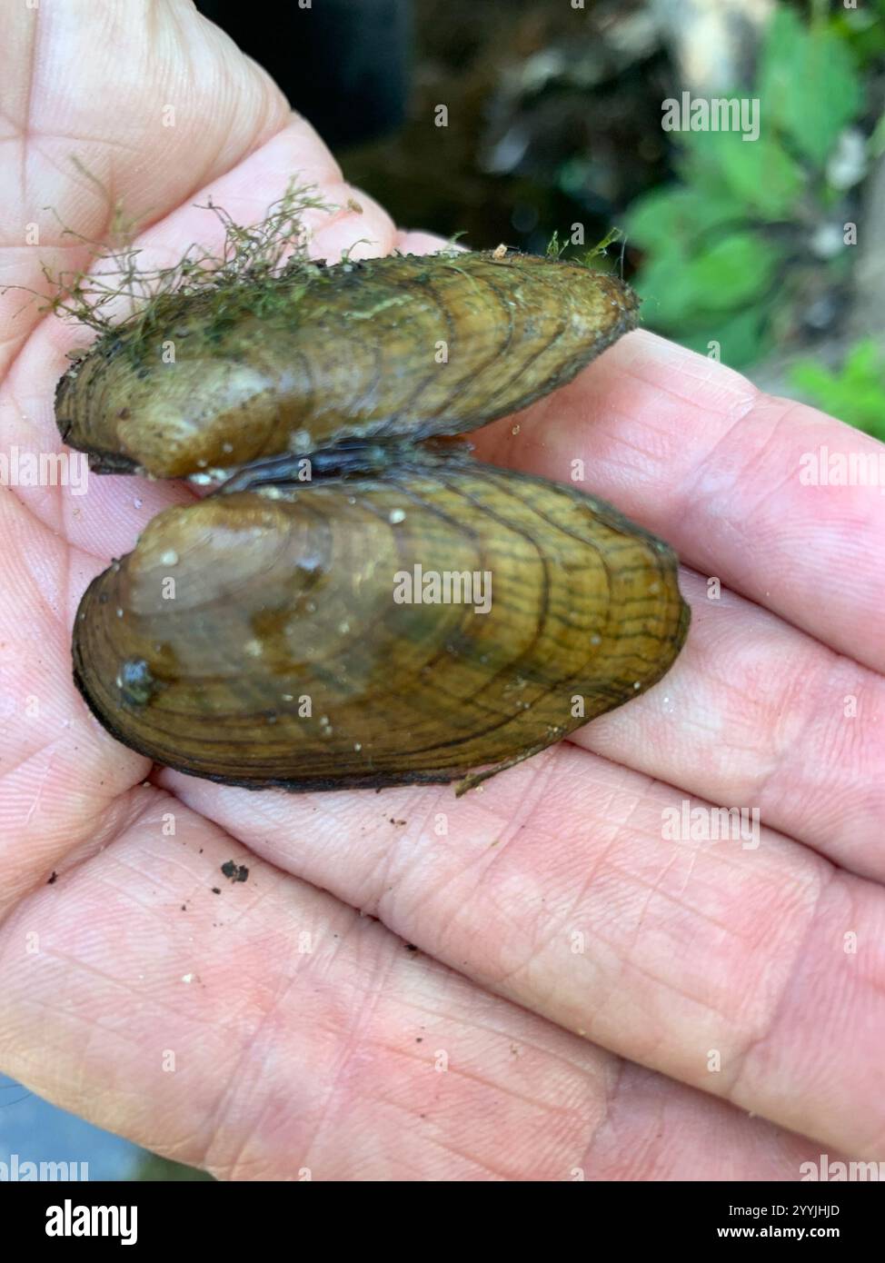 Ellipse (Venustaconcha ellipsiformis Stock Photo - Alamy