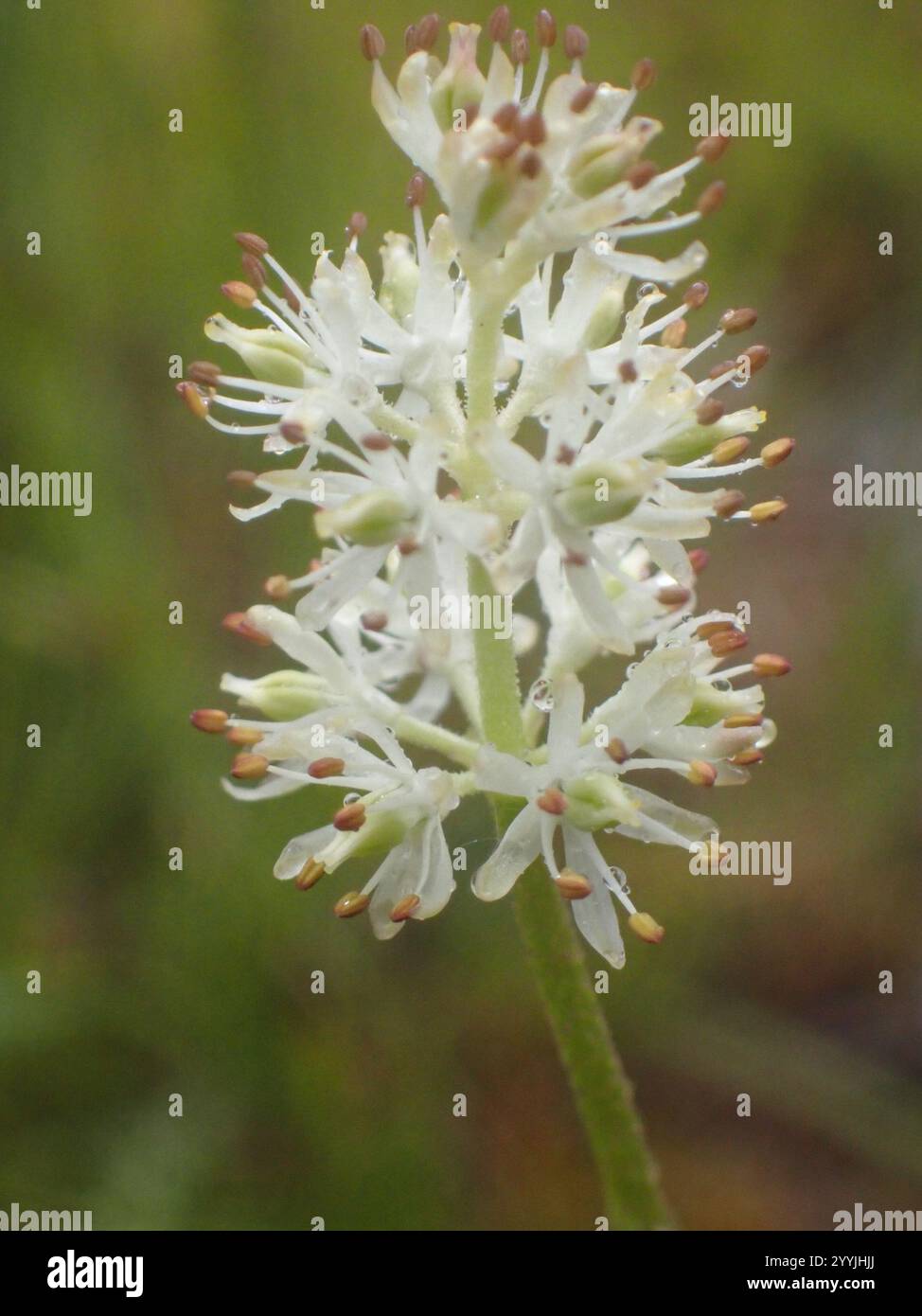 Sticky False Asphodel (Triantha glutinosa Stock Photo - Alamy