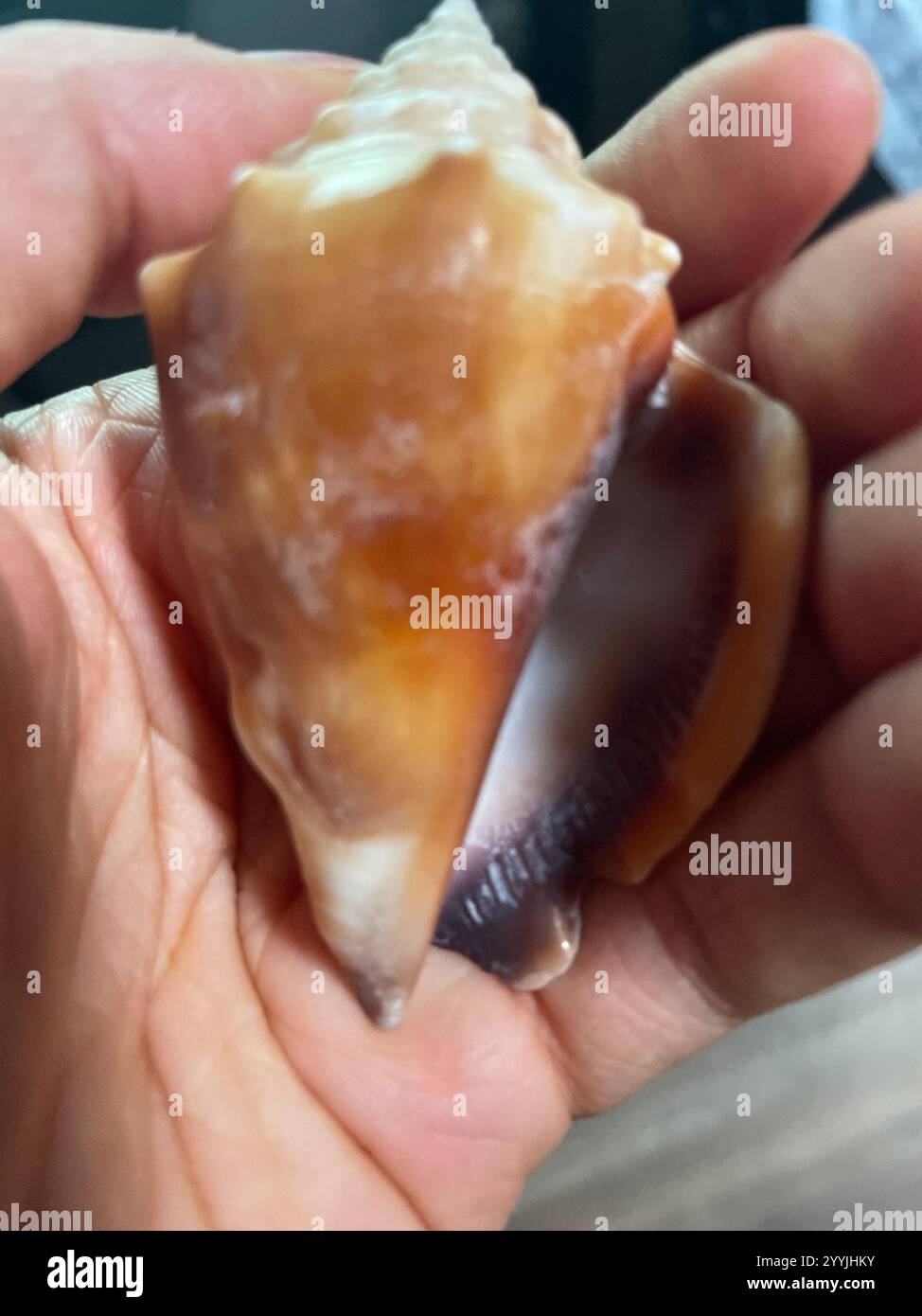 Fighting Conch (Strombus pugilis Stock Photo - Alamy