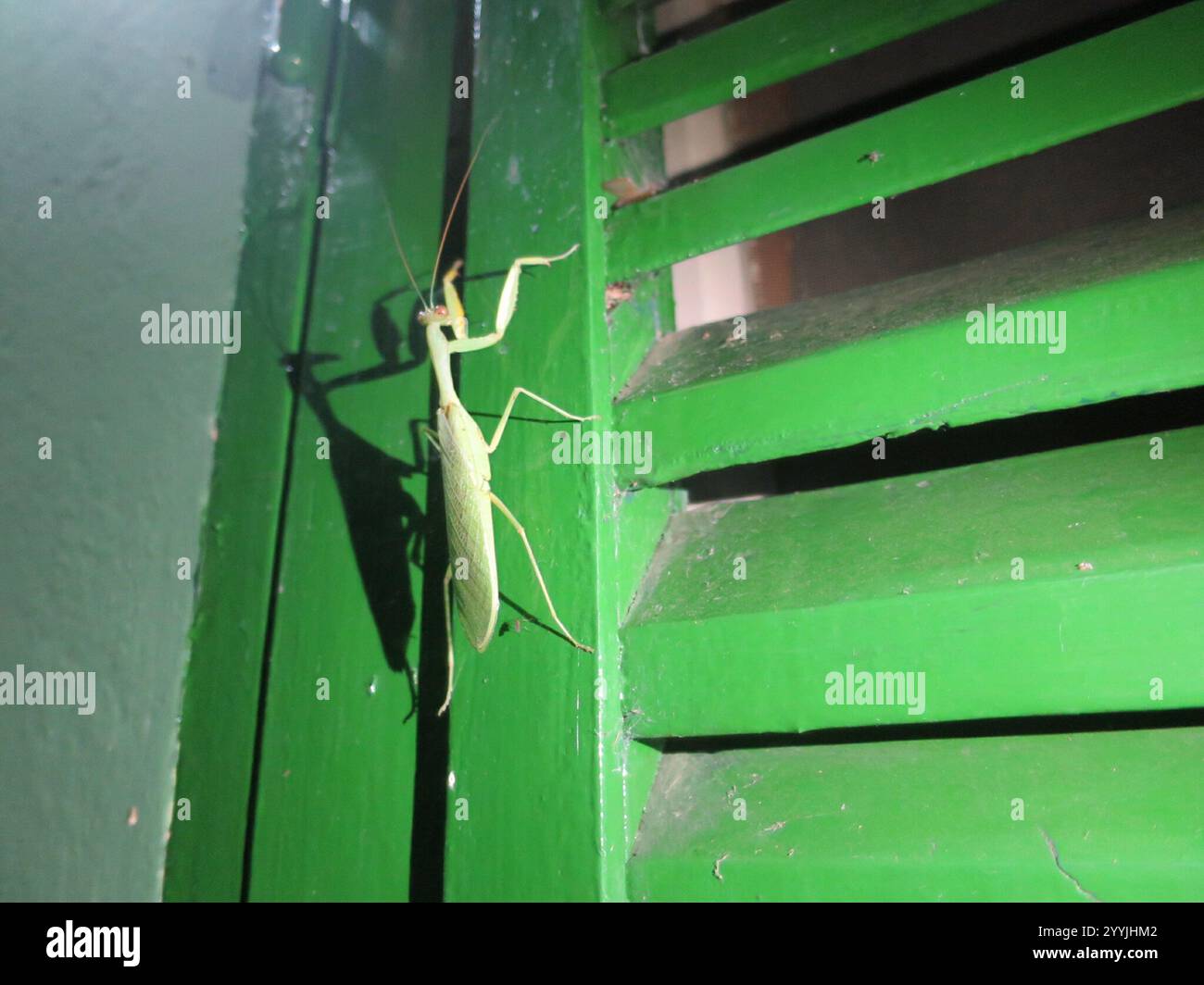 Large Green Praying Mantises (Sphodromantis Stock Photo - Alamy