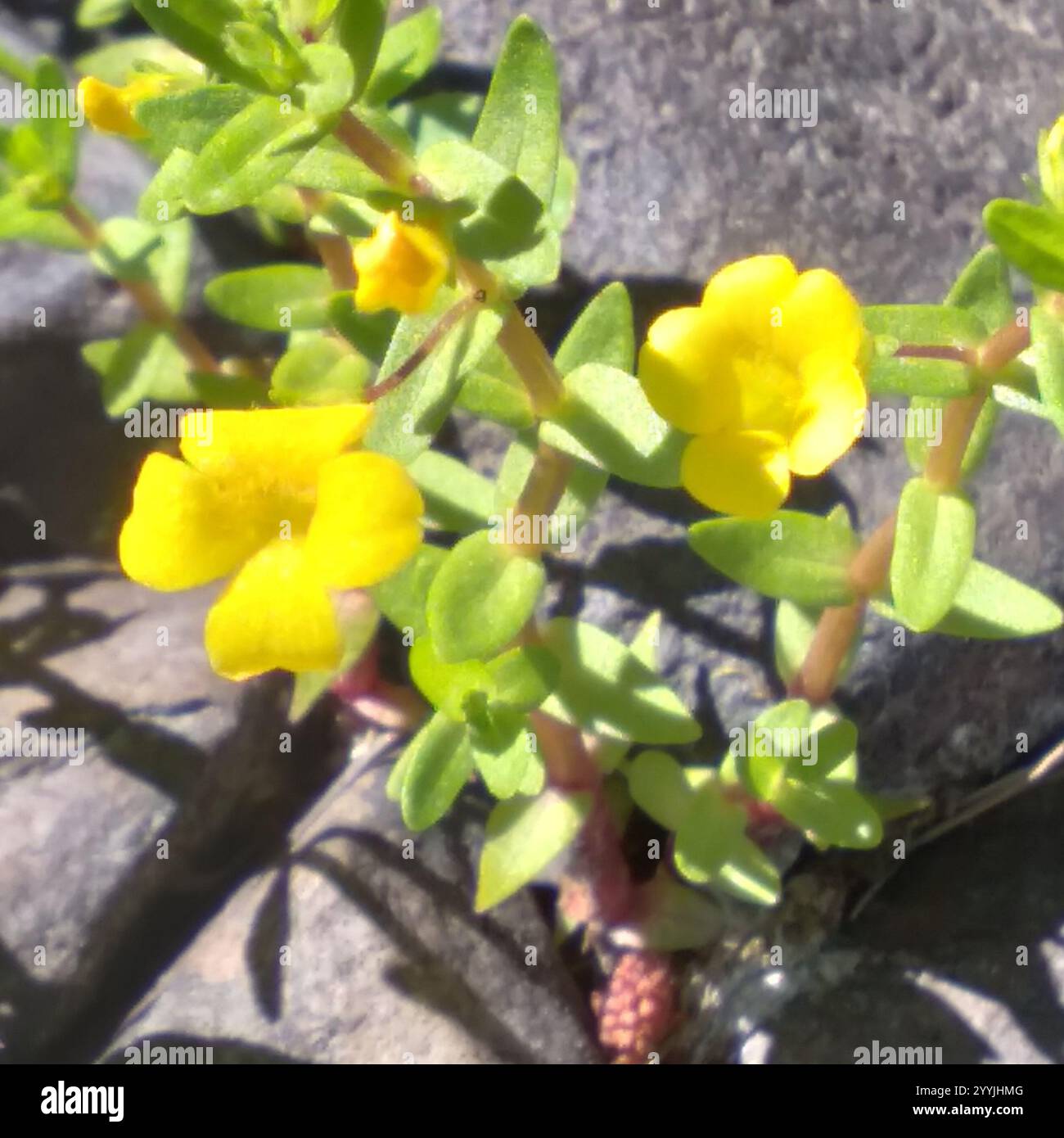 golden hedge-hyssop (Gratiola aurea Stock Photo - Alamy