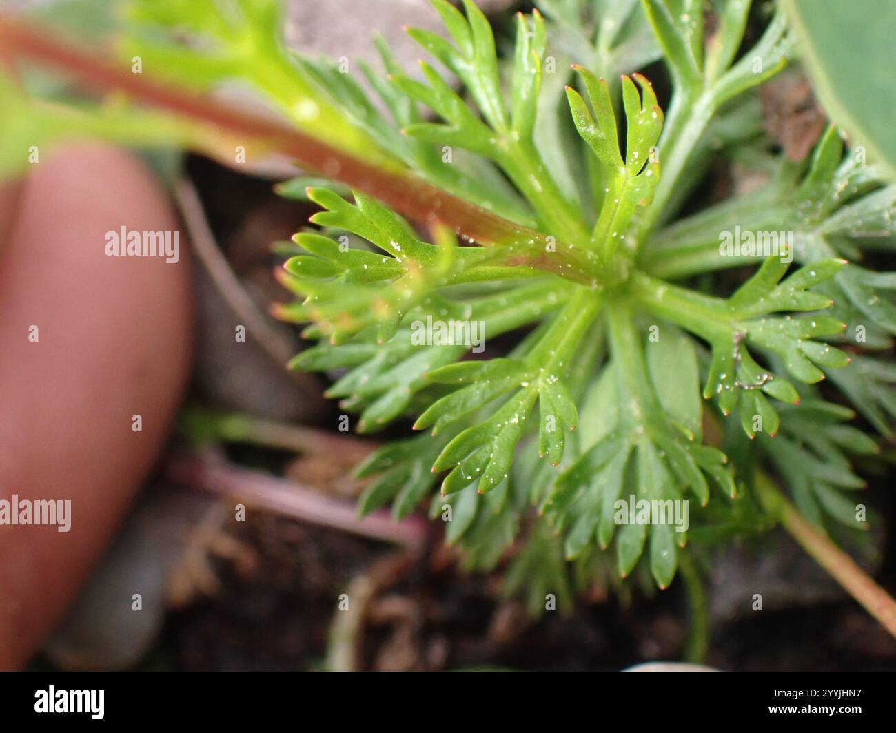 Partridgefoot (Luetkea pectinata Stock Photo - Alamy