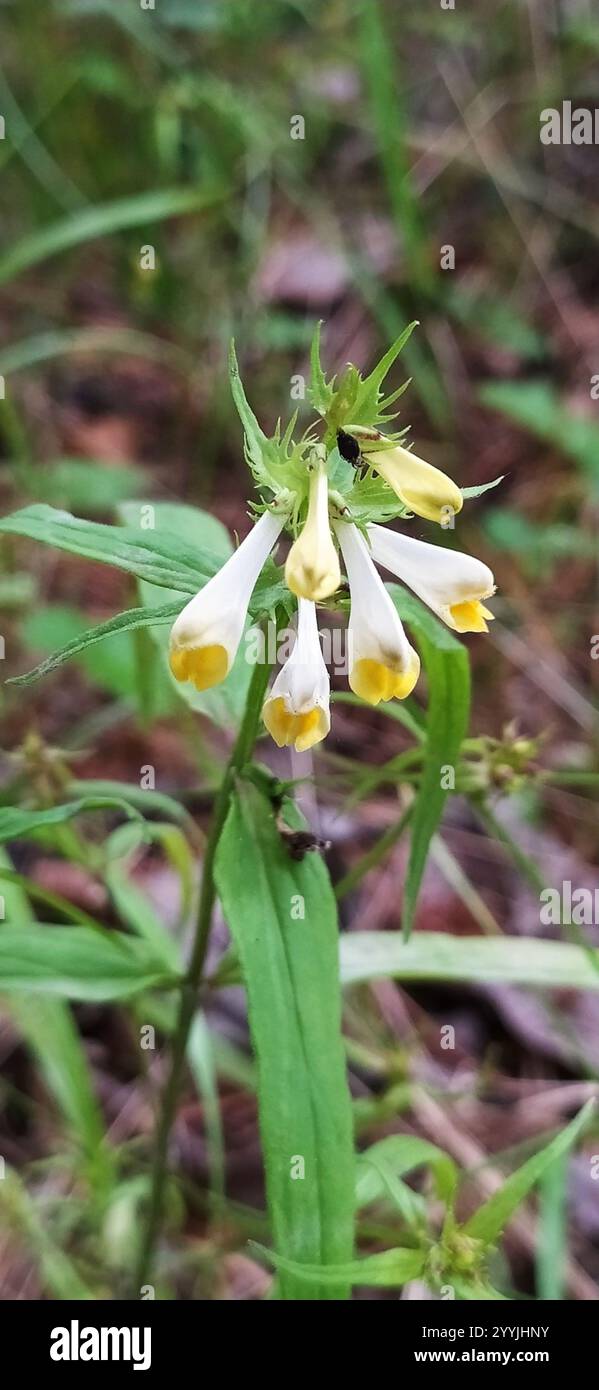 Common Cow-wheat (Melampyrum pratense Stock Photo - Alamy