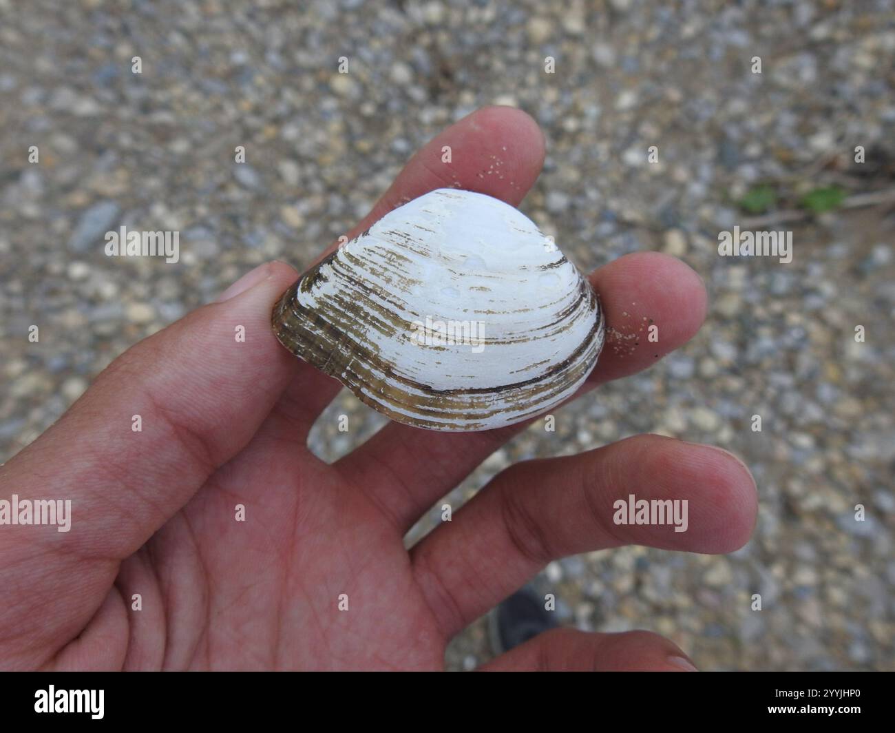 Deertoe Mussel (Truncilla truncata Stock Photo - Alamy