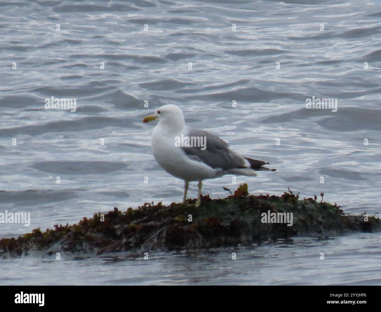 California Gull (Larus californicus Stock Photo - Alamy