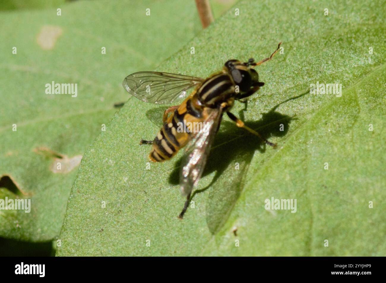 Sun Fly (Helophilus pendulus Stock Photo - Alamy