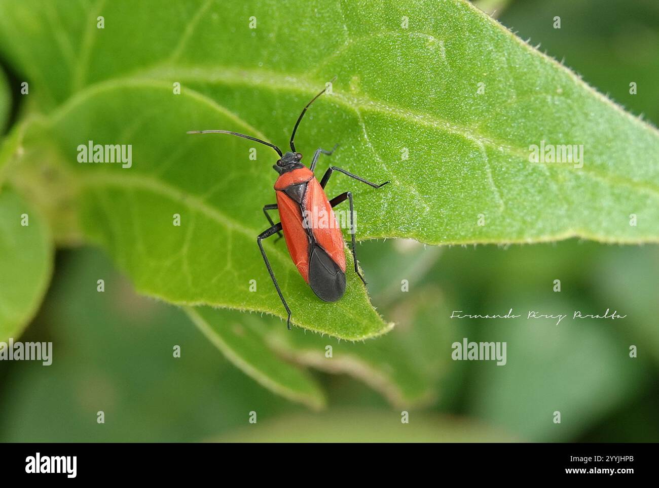 Scarlet Plant Bugs (Lopidea Stock Photo - Alamy