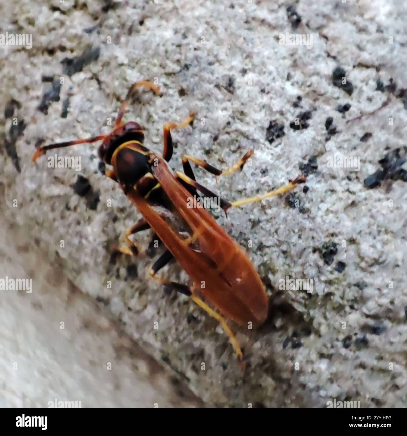 Caribbean Paper Wasp (Polistes crinitus Stock Photo - Alamy