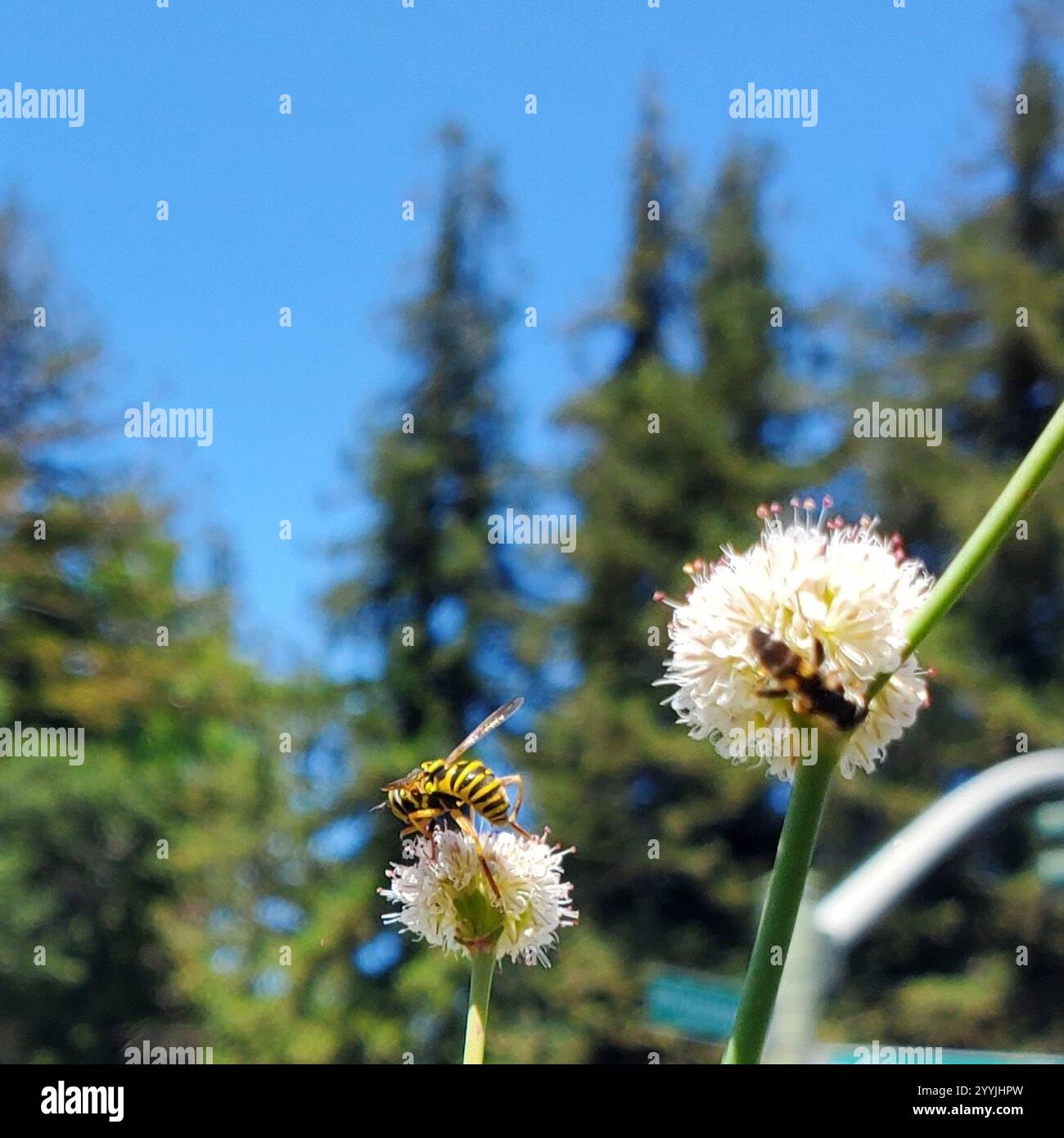 Spilomyia hi-res stock photography and images - Alamy