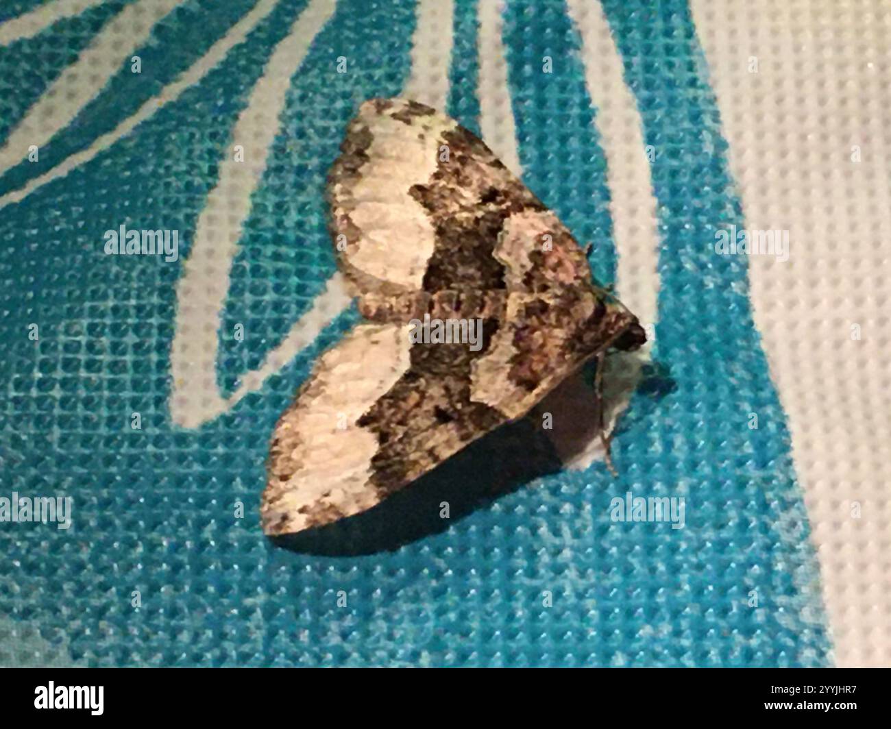 American Sharp-angled Carpet (Euphyia intermediata Stock Photo - Alamy