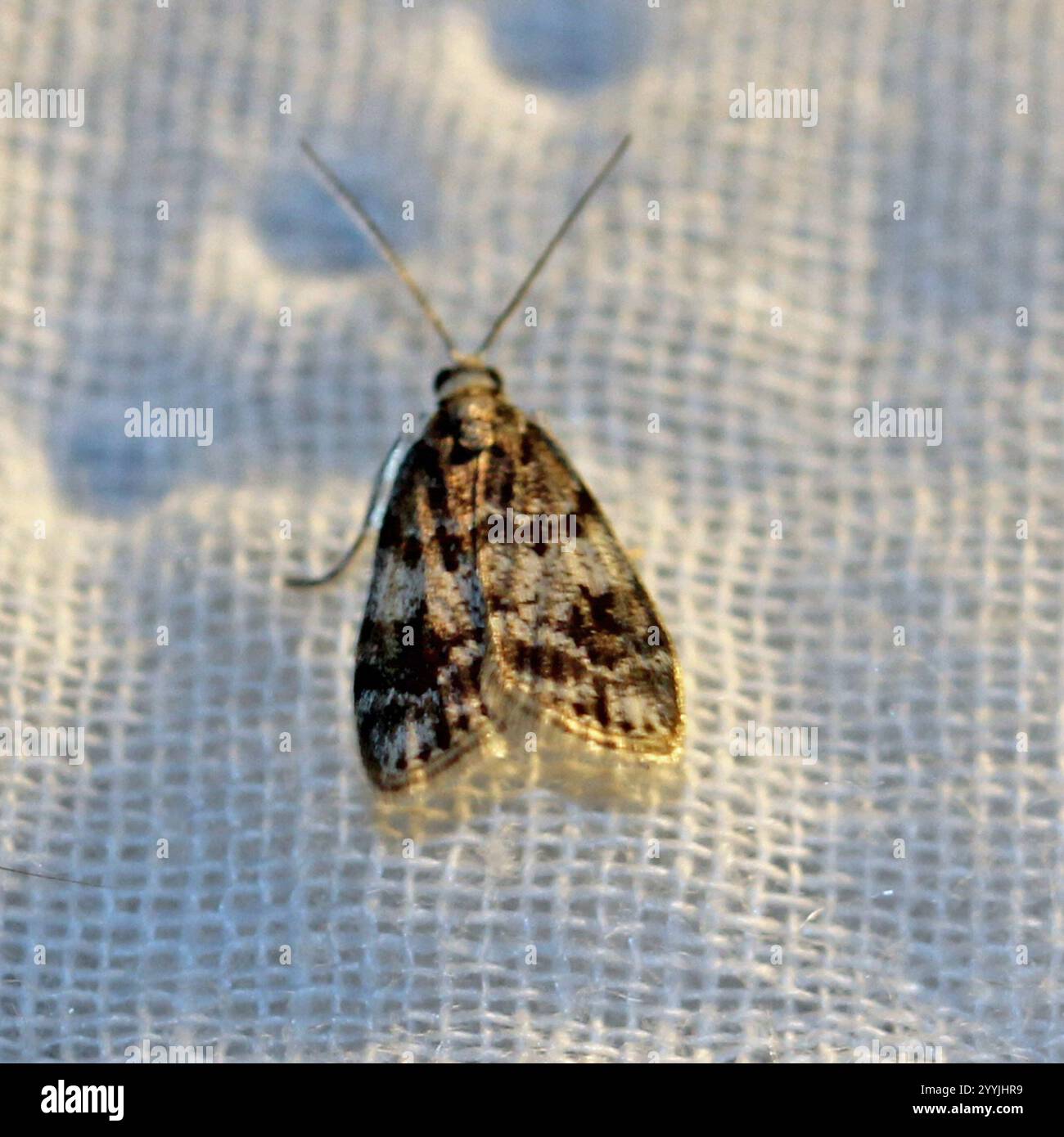 Sooty Scoparia Moth (Scoparia cinereomedia Stock Photo - Alamy