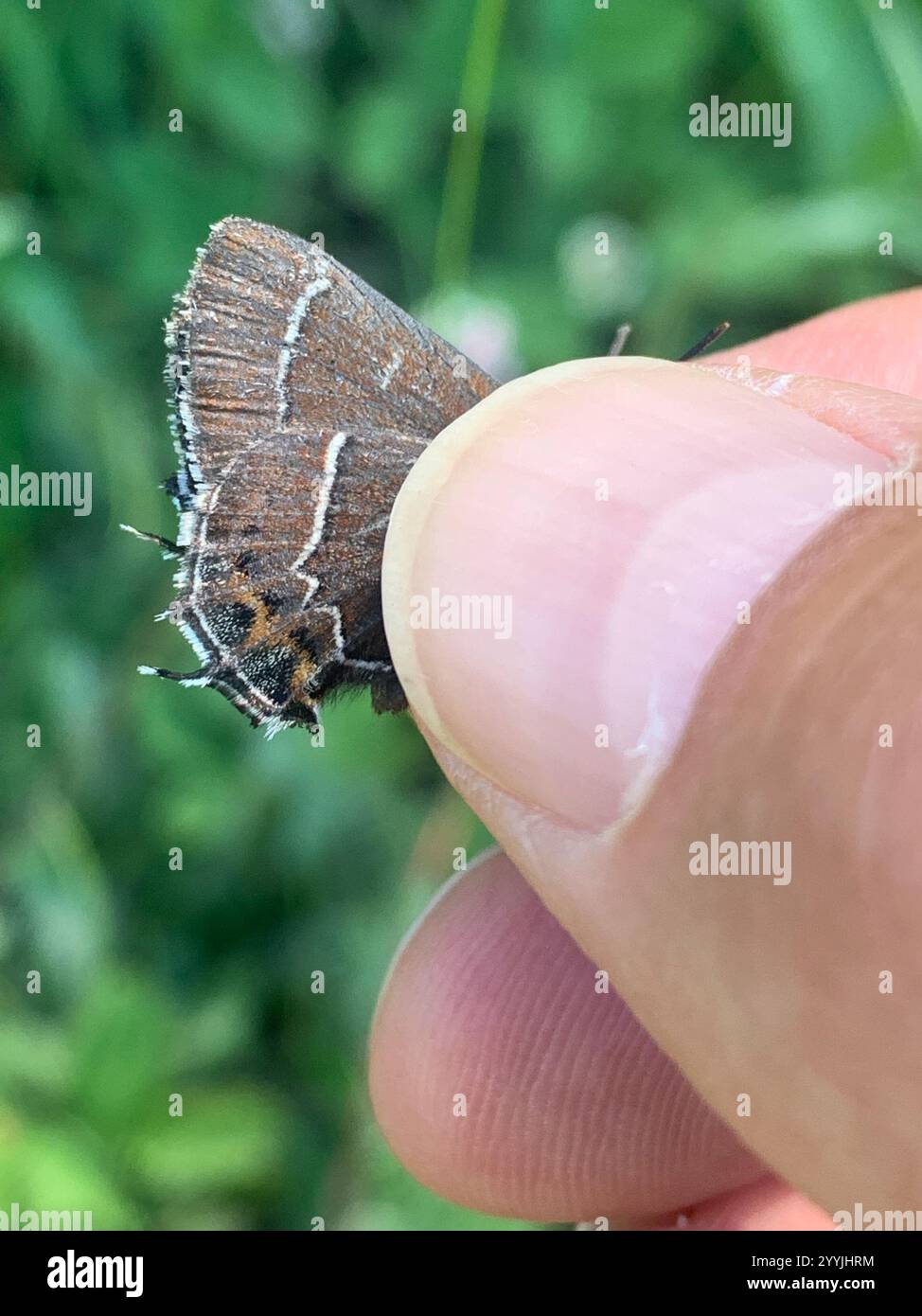 Callophrys spinetorum hi-res stock photography and images - Alamy