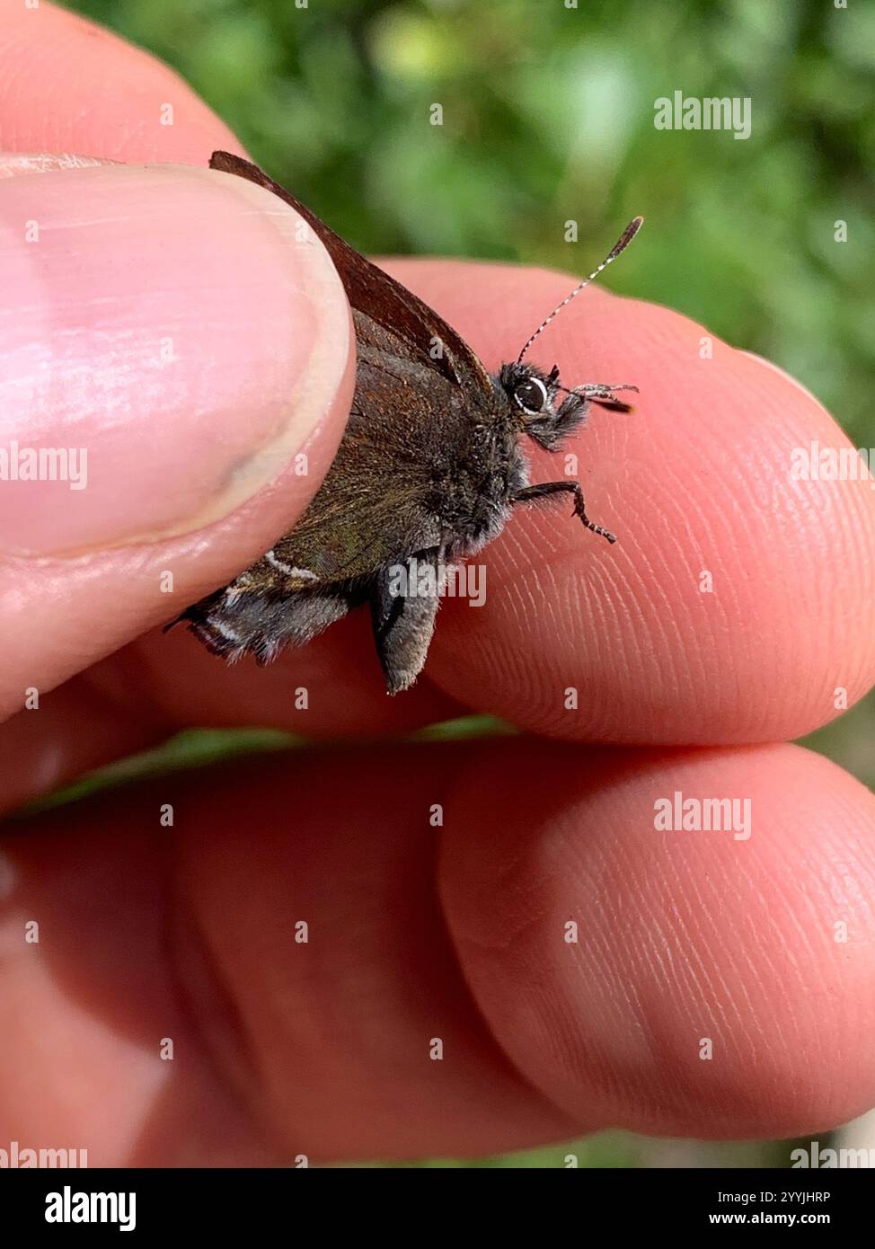 Callophrys spinetorum hi-res stock photography and images - Alamy
