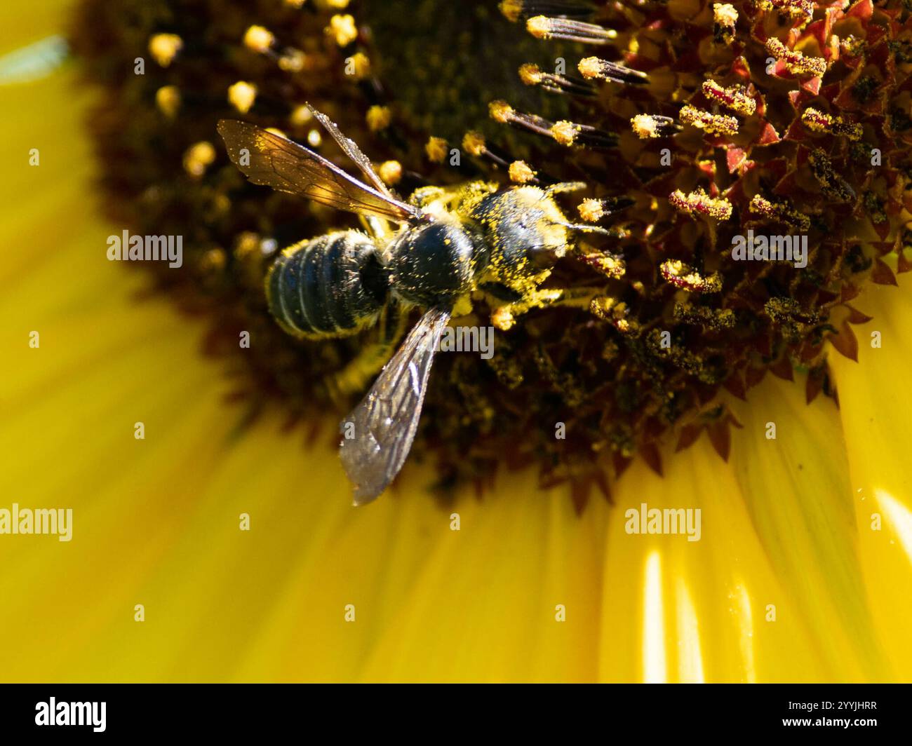 Pugnacious Leafcutter Bee (Megachile pugnata Stock Photo - Alamy