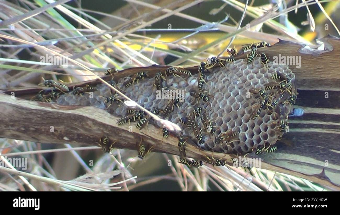 French Paper Wasp (Polistes gallicus Stock Photo - Alamy