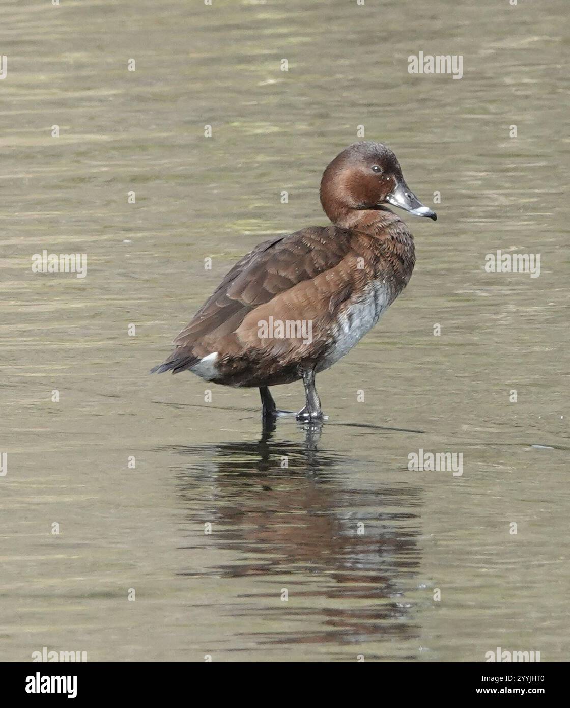 Hardhead (Aythya australis Stock Photo - Alamy