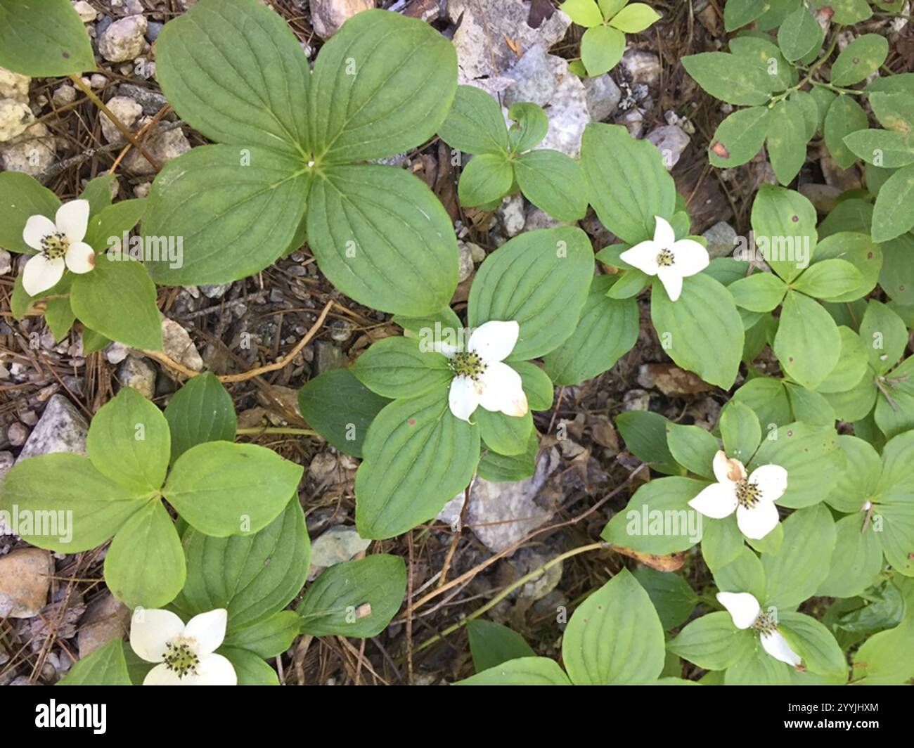 Western Bunchberry (Cornus unalaschkensis Stock Photo - Alamy