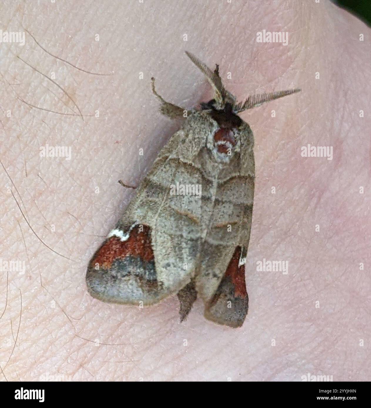 Sigmoid Prominent (Clostera albosigma Stock Photo - Alamy