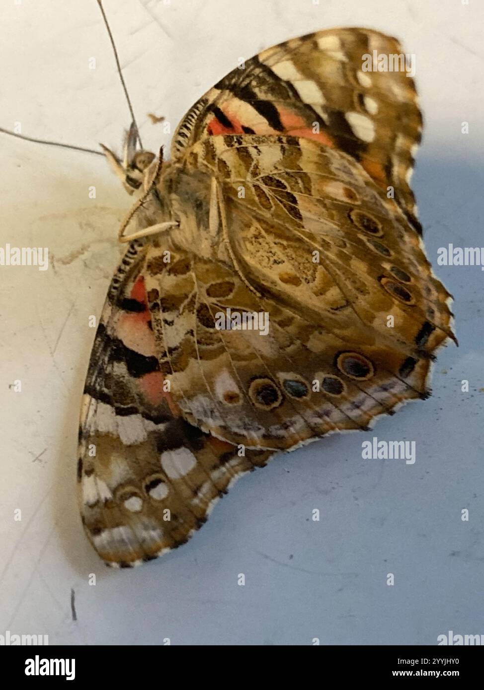 Painted Lady (Vanessa cardui Stock Photo - Alamy