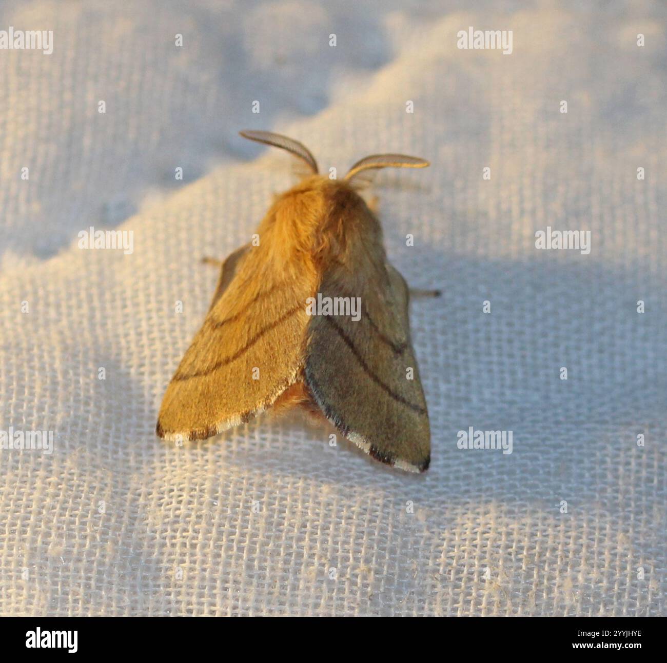 Forest Tent Caterpillar Moth (Malacosoma disstria Stock Photo - Alamy