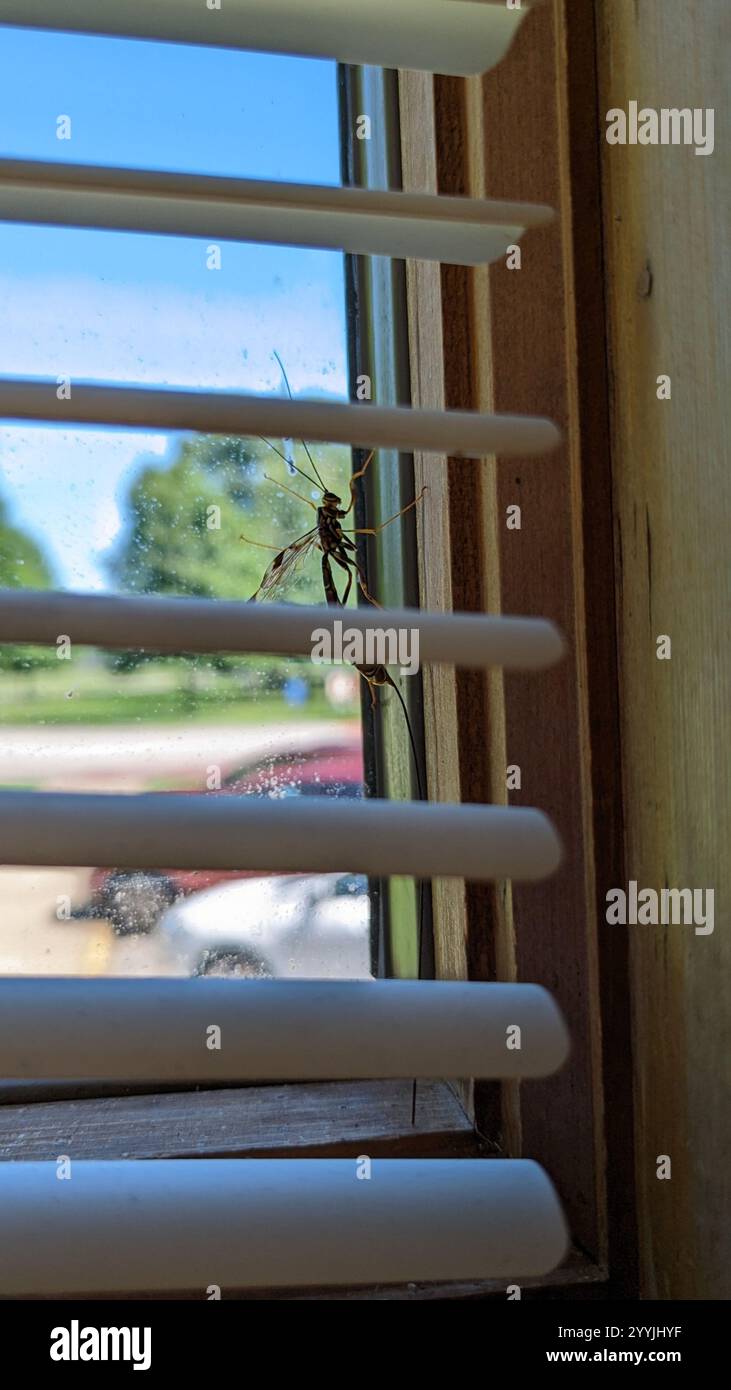 Long-tailed Giant Ichneumonid Wasp (Megarhyssa macrurus macrurus Stock ...
