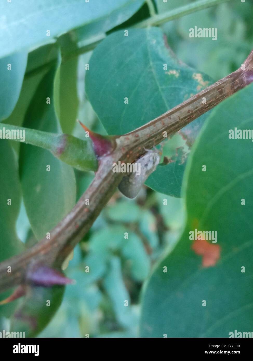 Citrus Flatid Planthopper (Metcalfa pruinosa Stock Photo - Alamy