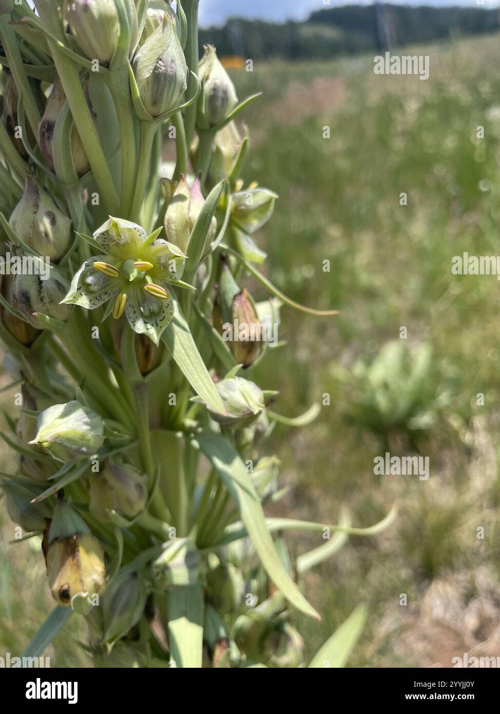 monument plant (Frasera speciosa Stock Photo - Alamy