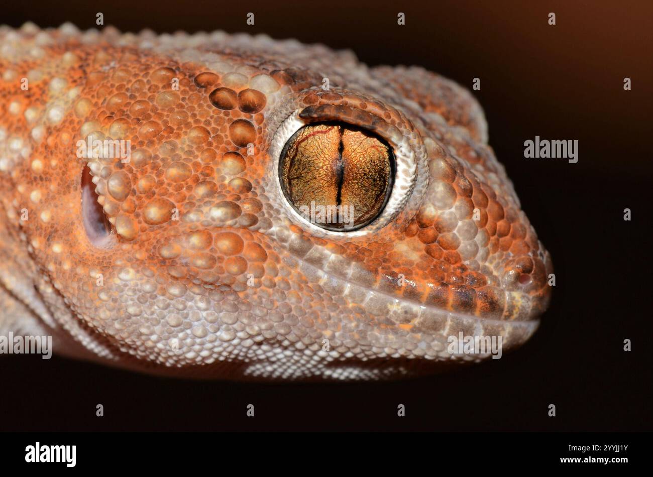 Namib Giant Ground Gecko (Chondrodactylus angulifer Stock Photo - Alamy