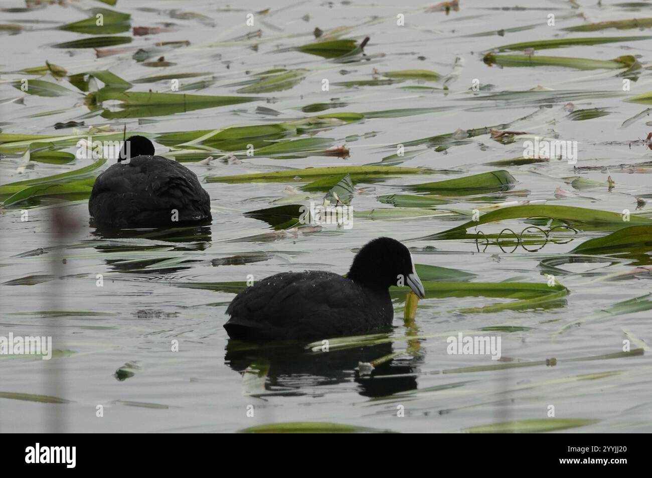Australasian Coot (Fulica atra australis Stock Photo - Alamy