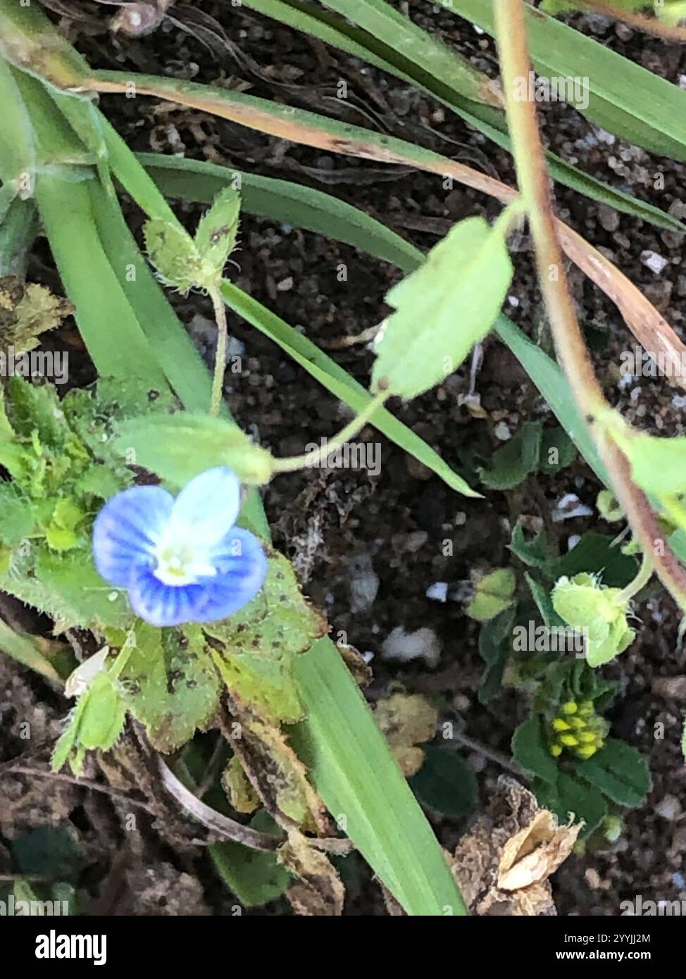 bird's-eye speedwell (Veronica persica Stock Photo - Alamy