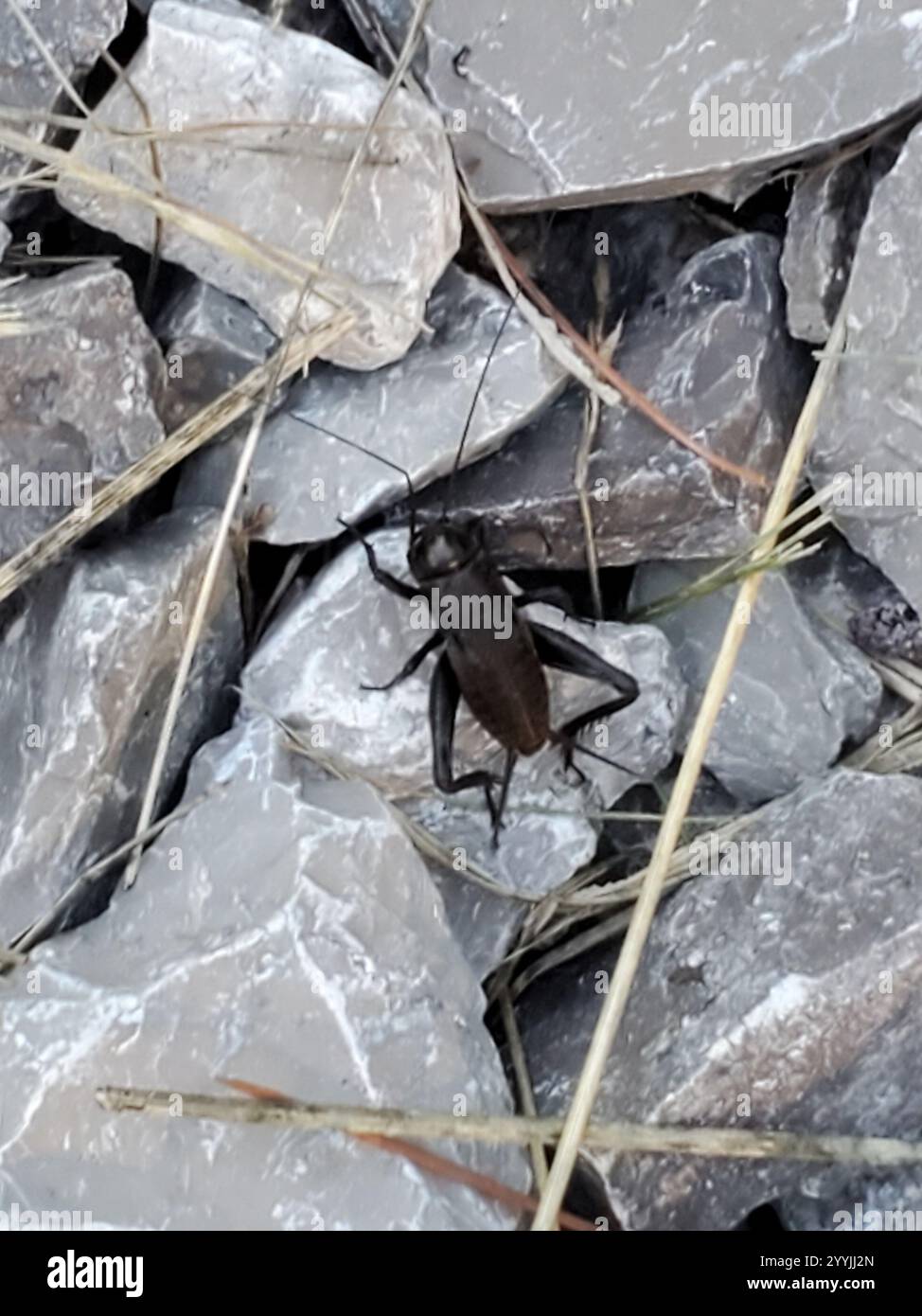 Fall Field Cricket (Gryllus pennsylvanicus Stock Photo - Alamy