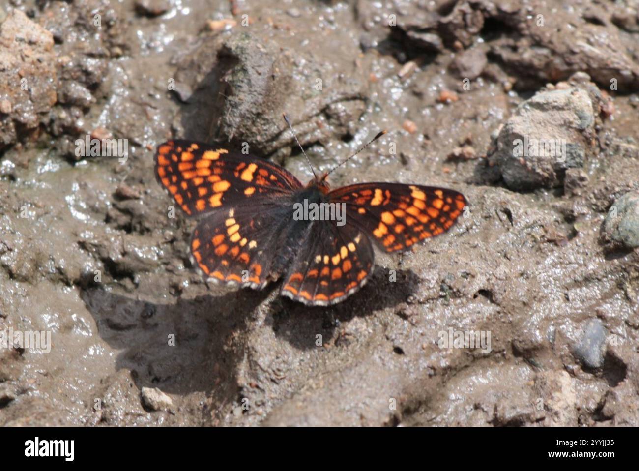 Northern Checkerspot (Chlosyne palla Stock Photo - Alamy