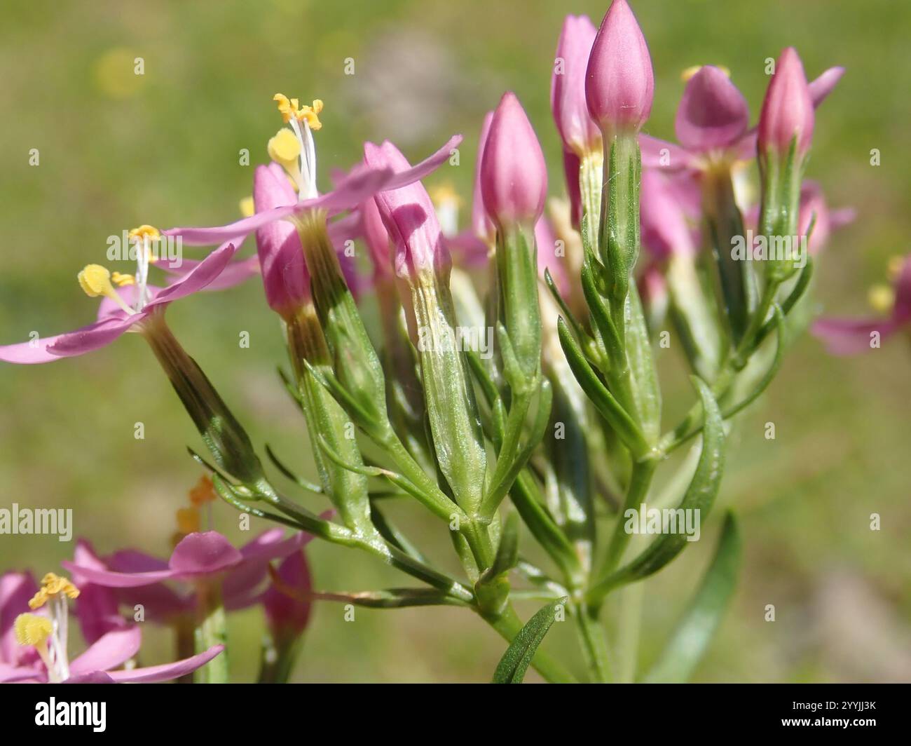 Common centaury (Centaurium erythraea Stock Photo - Alamy