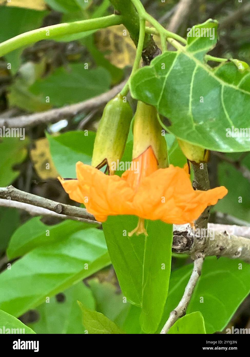 Kerosene Tree (Cordia subcordata Stock Photo - Alamy