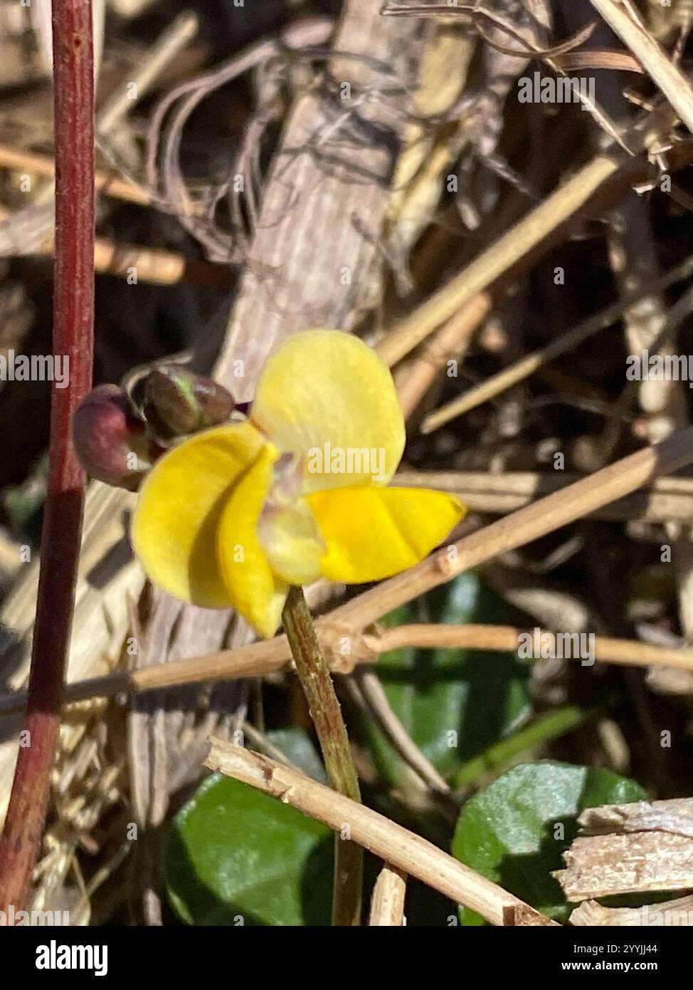 Maloga bean (Vigna lanceolata Stock Photo - Alamy