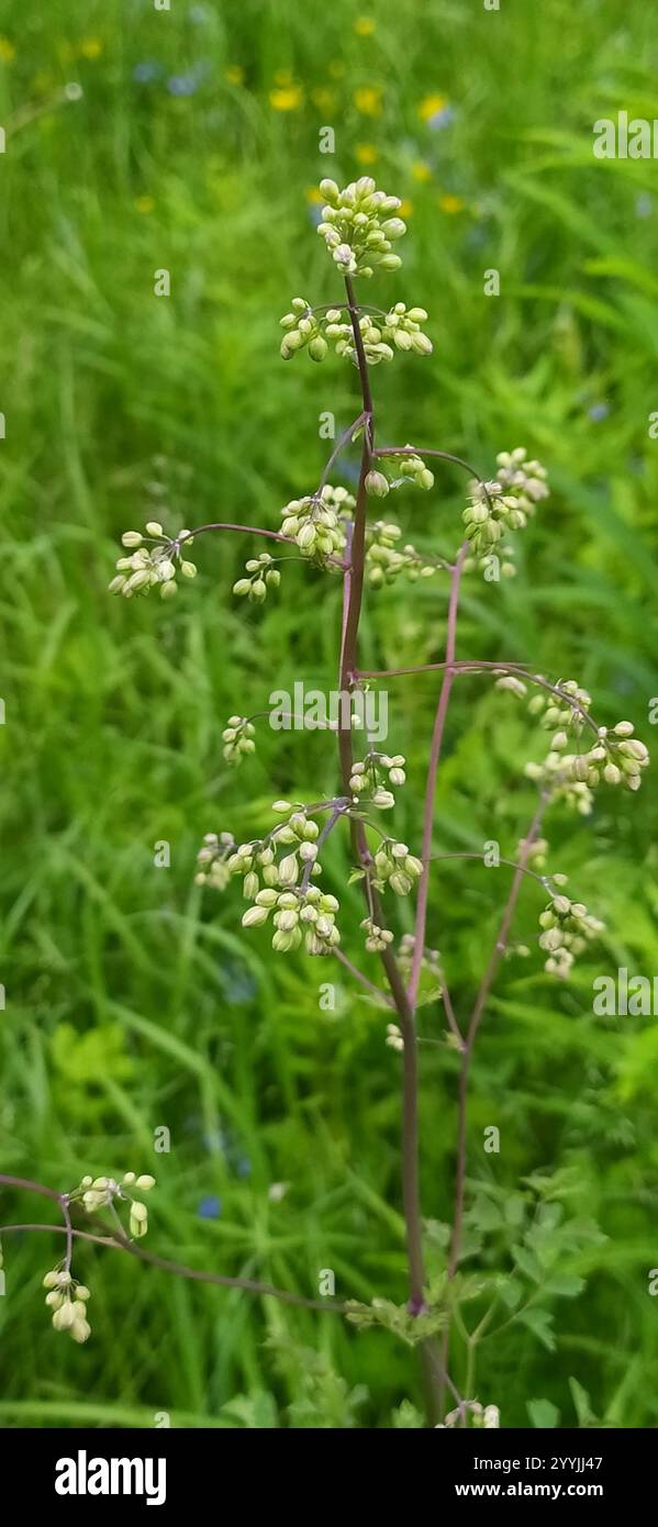 Lesser Meadow-rue (Thalictrum minus Stock Photo - Alamy