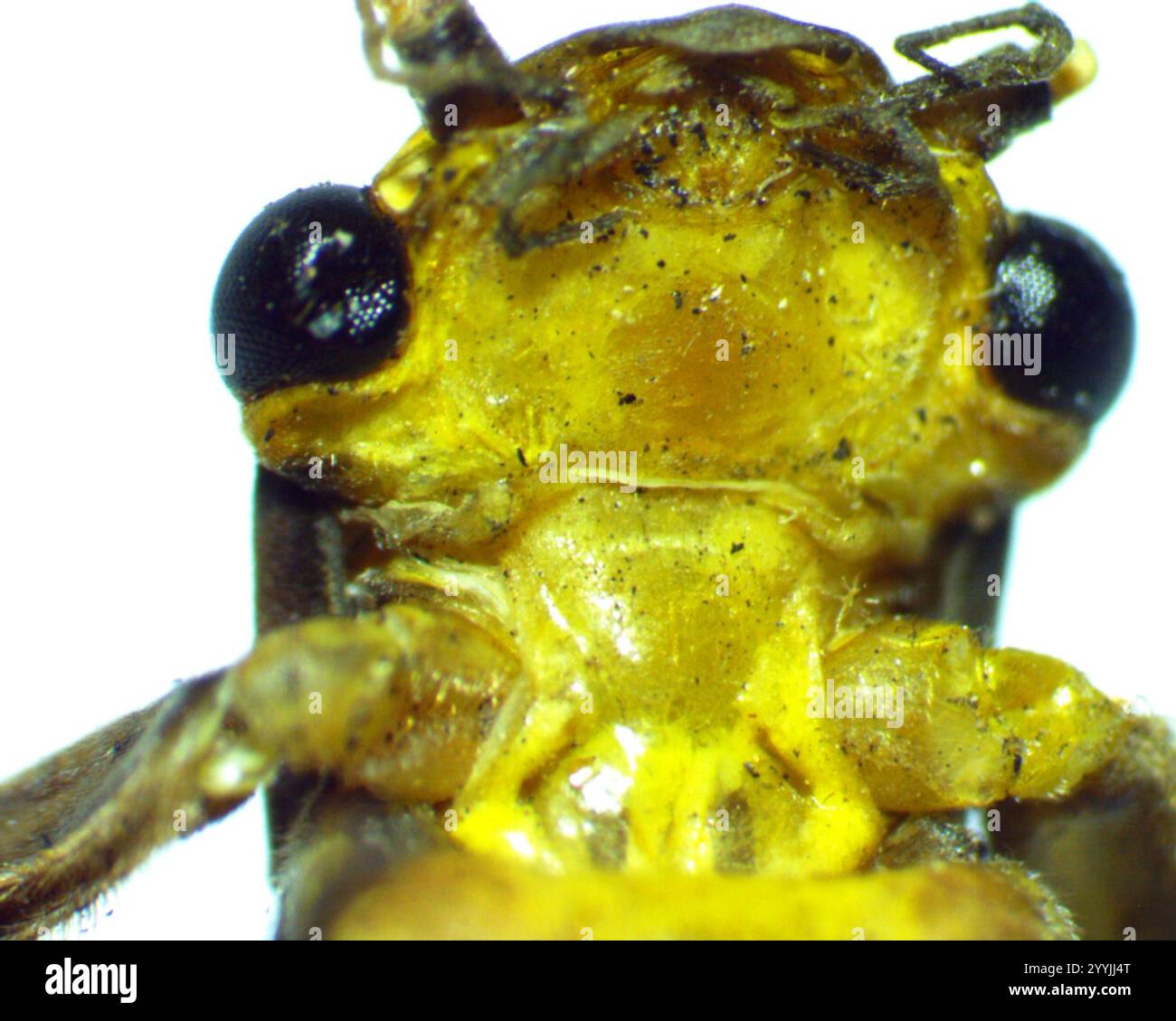 Common Stoneflies (Perlidae Stock Photo - Alamy