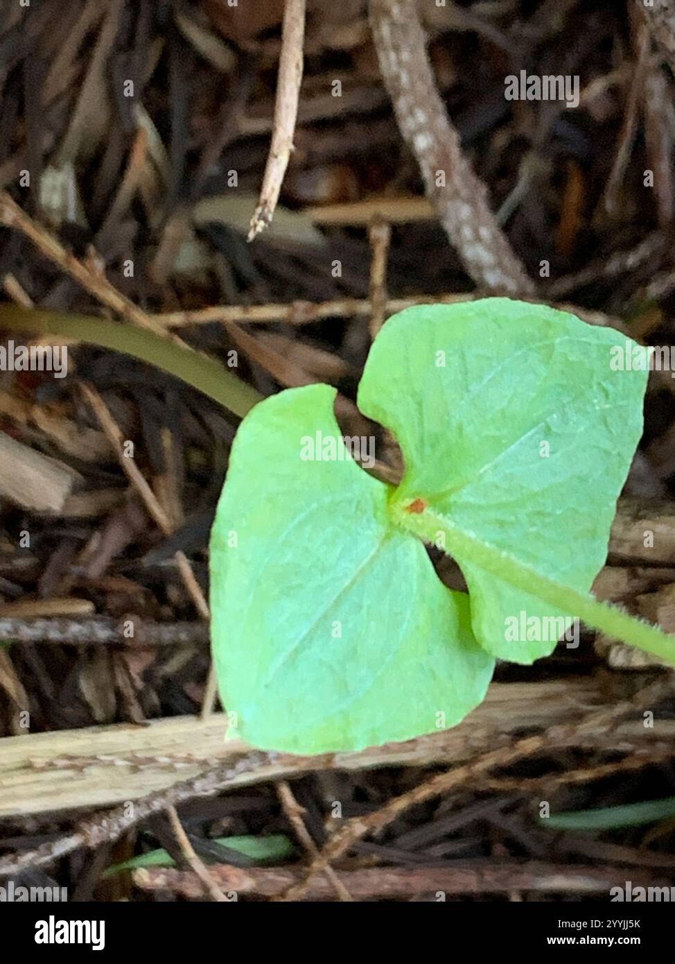 Heartleaf Twayblade (Neottia cordata Stock Photo - Alamy